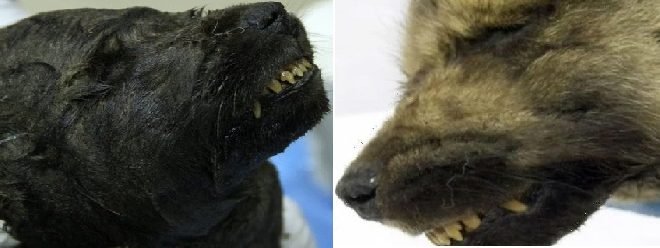 Scientists stumped by 18,000-year-old frozen dog in Siberia - Pressmediaofindia