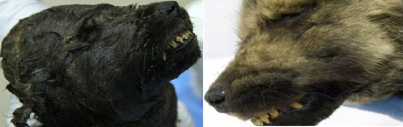 Scientists stumped by 18,000-year-old frozen dog in Siberia - Pressmediaofindia