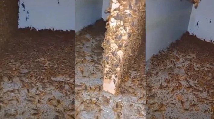 Abandoned house teeming with crawly scorpions - Pressmediaofindia