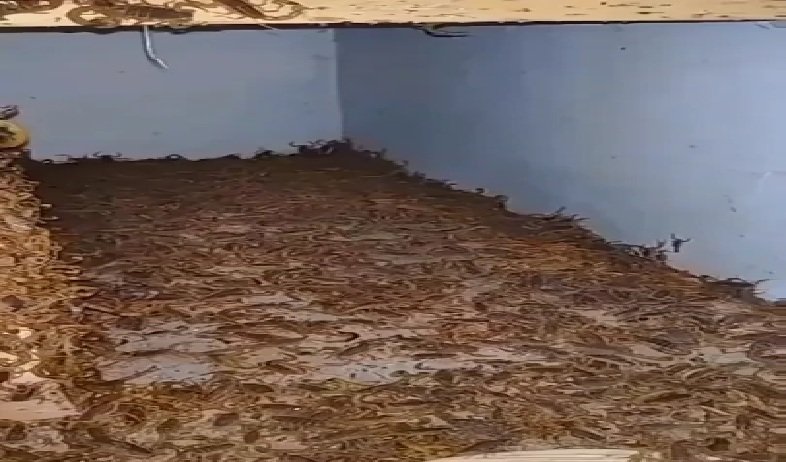 Abandoned house teeming with crawly scorpions - Pressmediaofindia