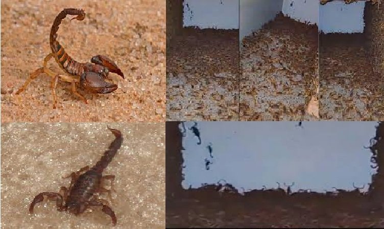 Abandoned house teeming with crawly scorpions - Pressmediaofindia