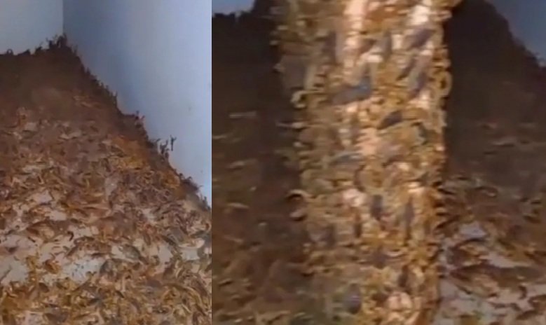 Abandoned house teeming with crawly scorpions - Pressmediaofindia