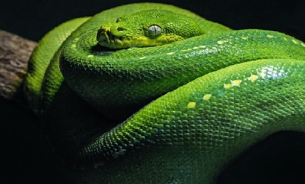 Australian scientists discover clitorises in female snakes ...
