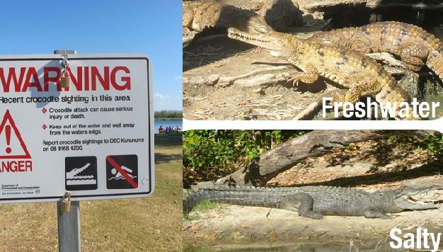 Australians warned to avoid crocodile-infested waters after floods ...