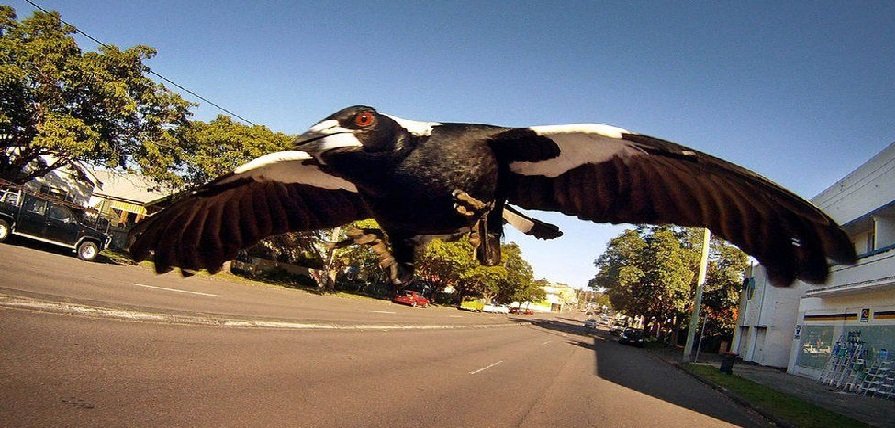 Inside the Australian magpie’s annual reign of terror - Pressmediaofindia