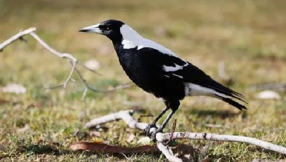 Inside the Australian magpie’s annual reign of terror - Pressmediaofindia
