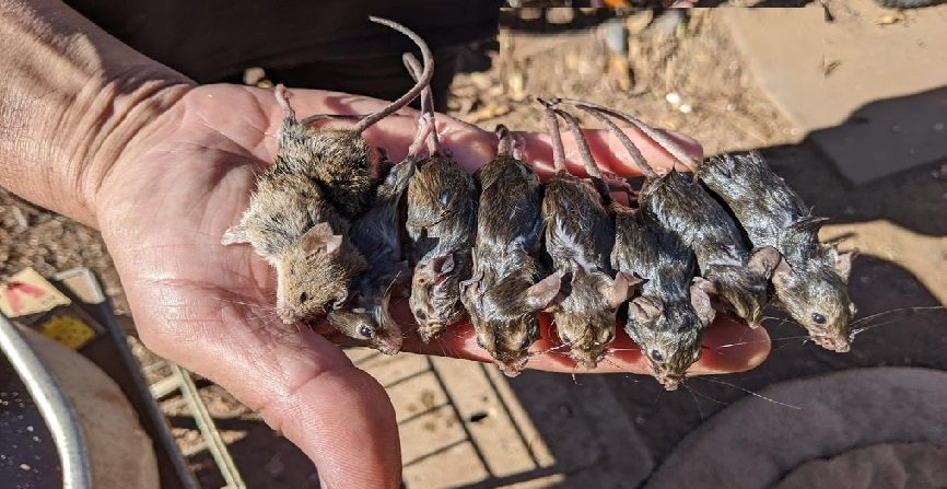 Rat plague spreads to Australia's fishing towns - Pressmediaofindia